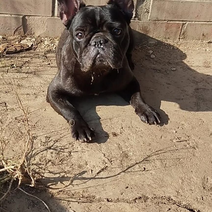 Французский бульдог