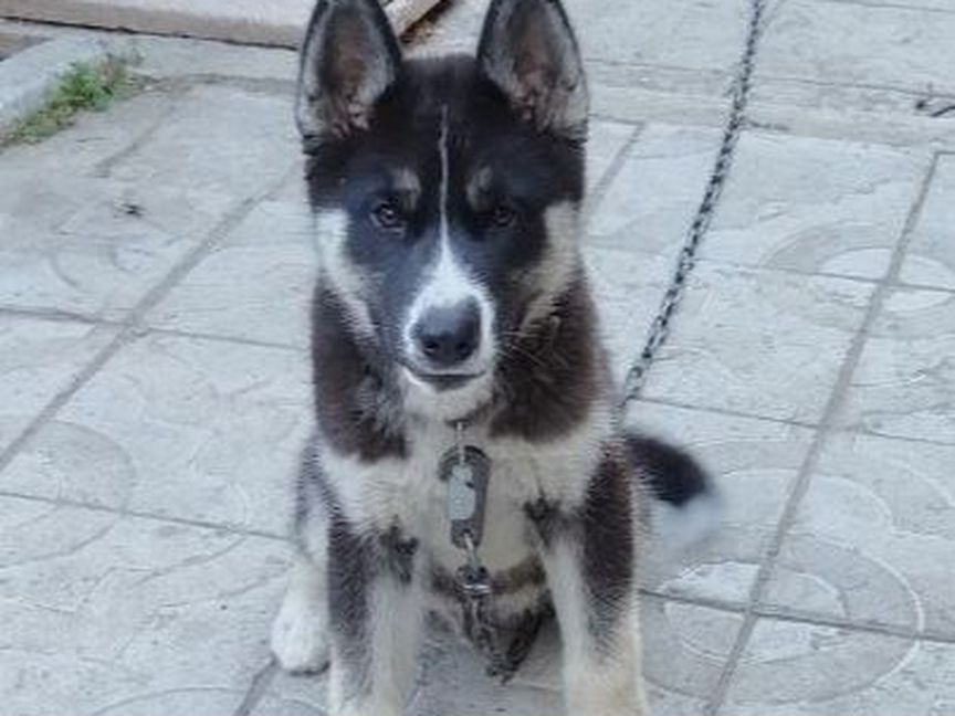 Щенки хаски в добрые руки