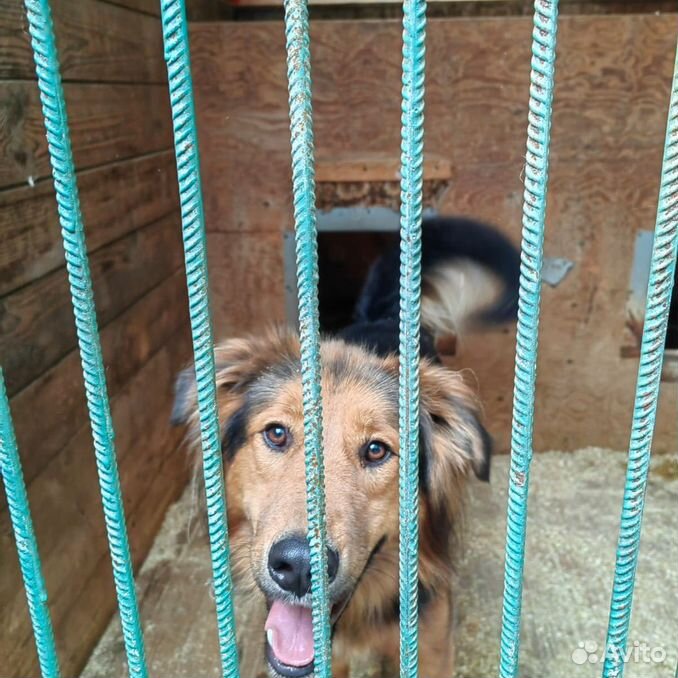 Гарик-любовь и позитив-это он ищет семью