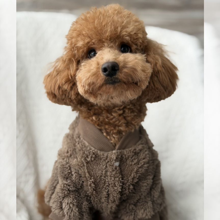 Той-пудель, взрослая собака