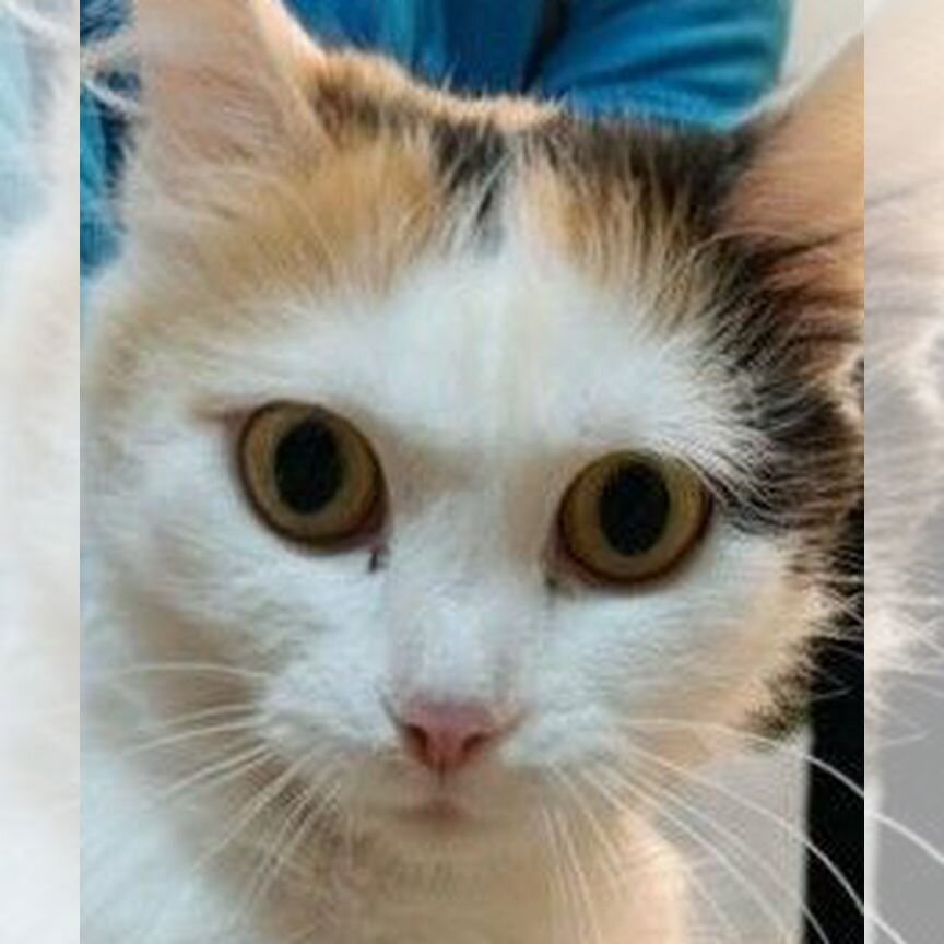 Норвежская лесная, взрослая кошка