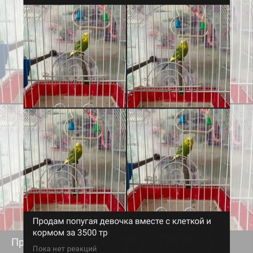 Попугай