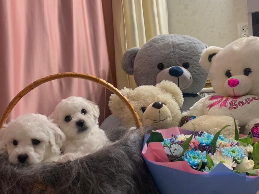 Бишон Фризе