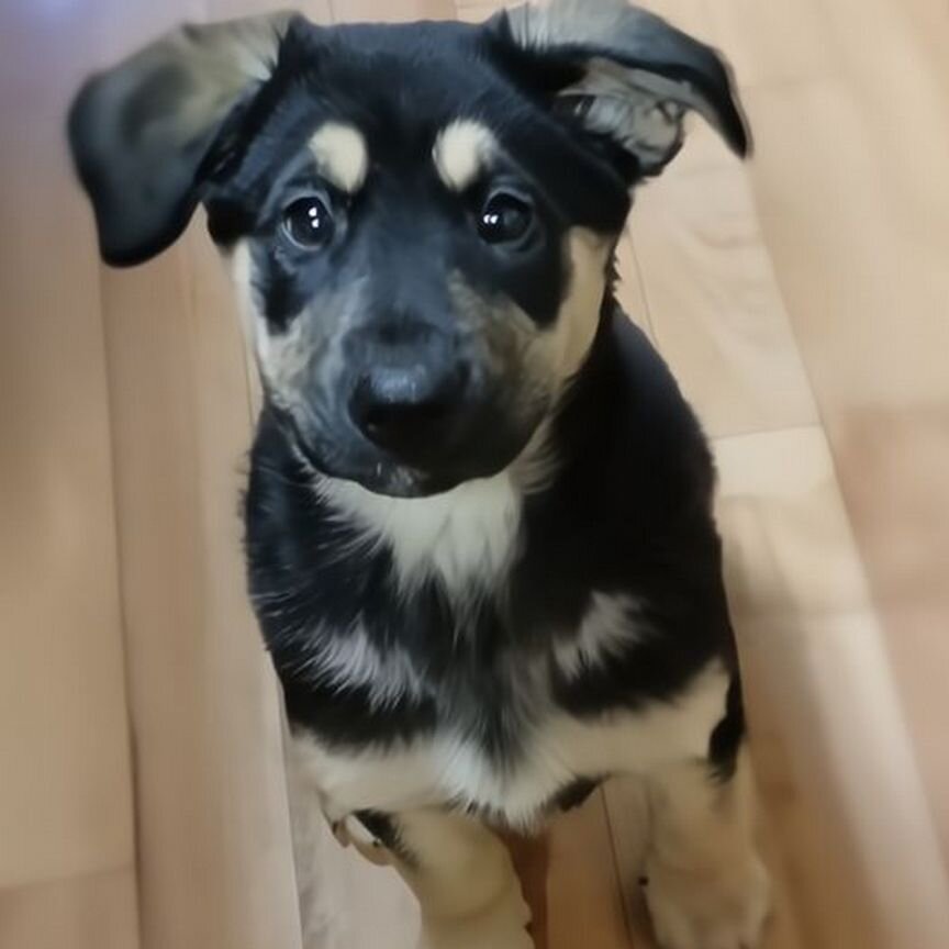 Щенок в добрые руки