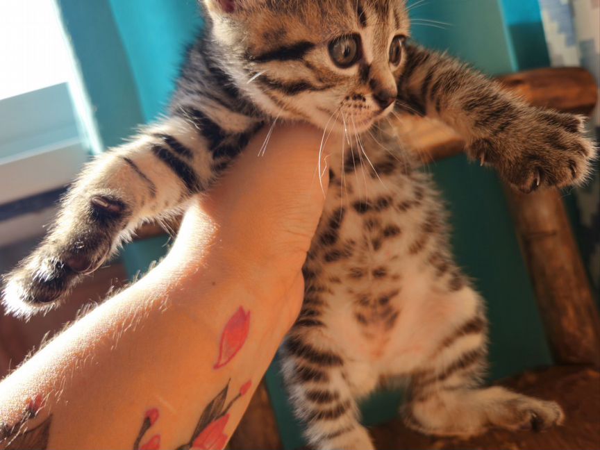 Котята курильский бобтейл