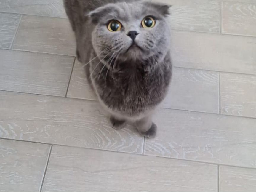 Шотландская вислоухая кошка