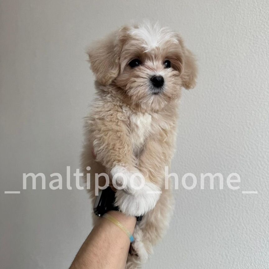 Мальтипу f1 девочка