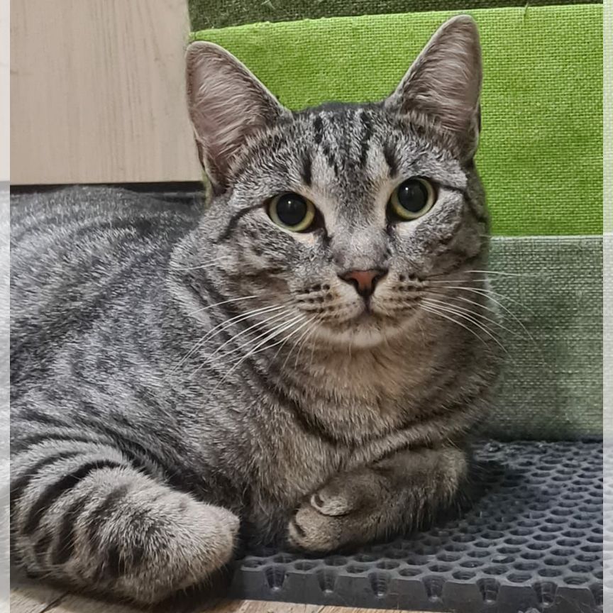 Молодой котик-недотрога