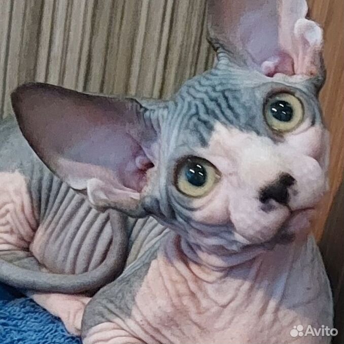 Сфинкс бамбино девочка