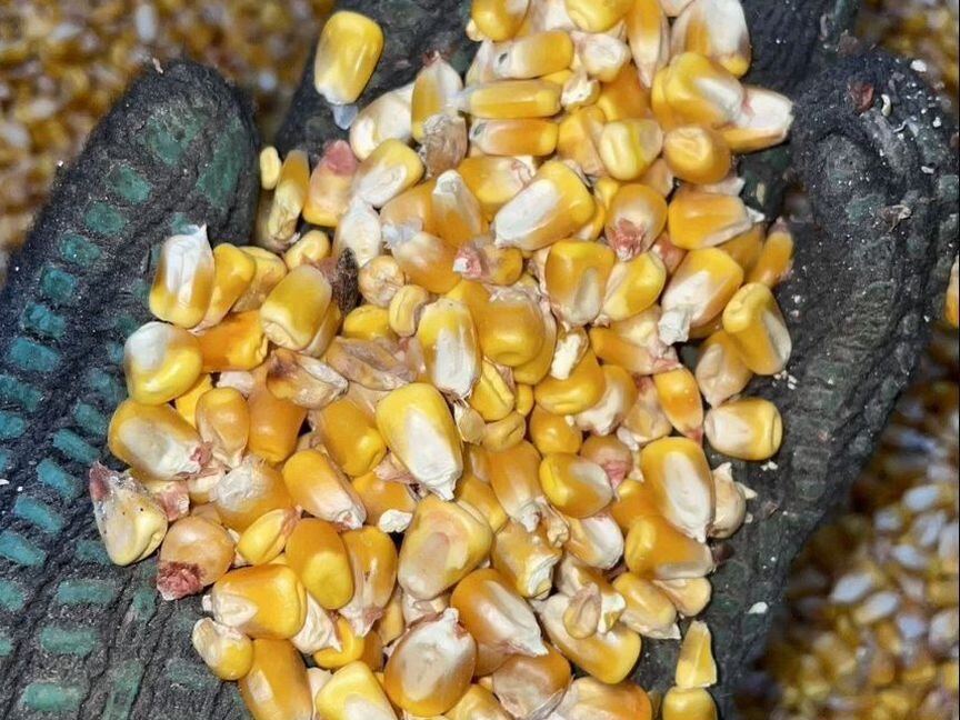 Семечко, Кормовая кукуруза на корм/посев