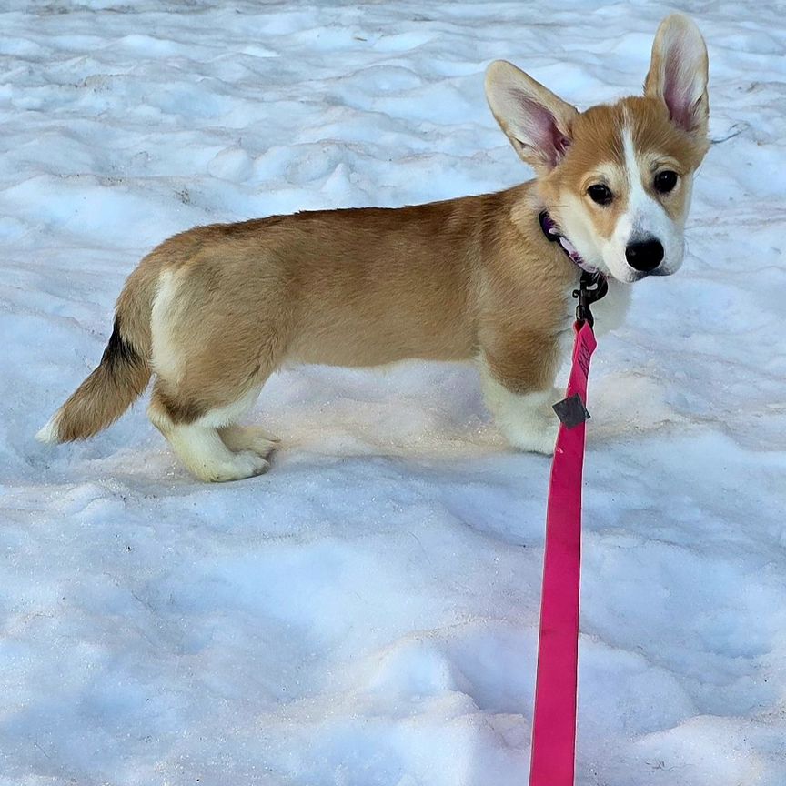 Вельш Корги Пемброк, щенок