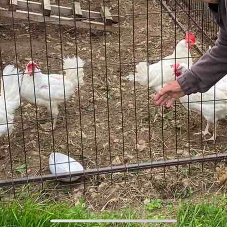 Куры легорны