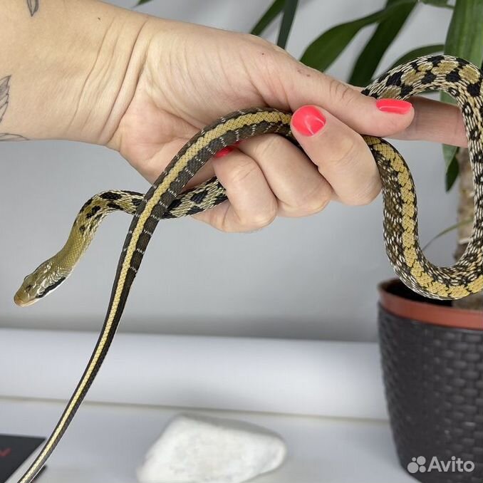 Тонкохвостый полоз тайваньский Friesi