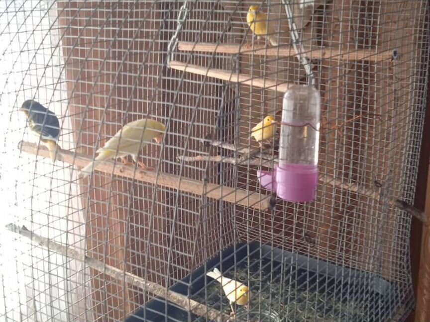 Кенара и канарейки