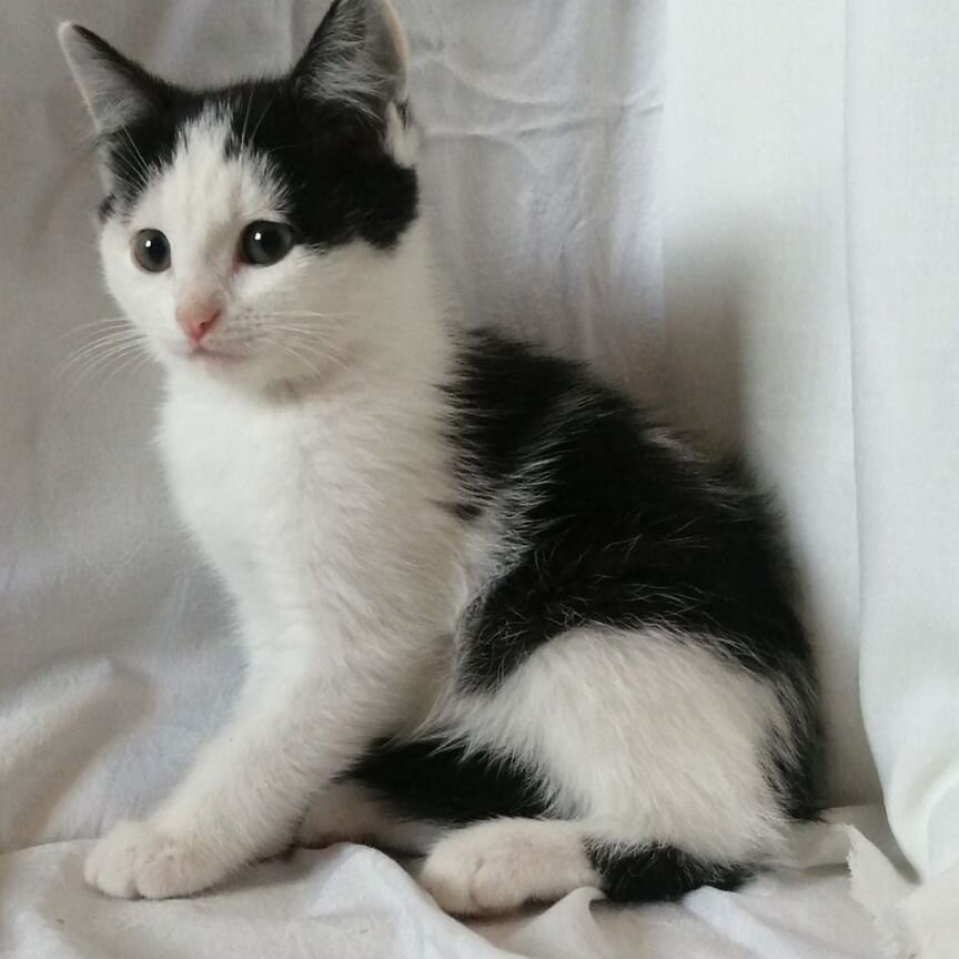 Котёнок