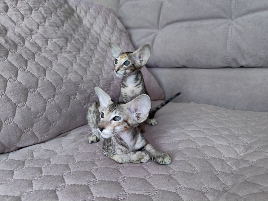 Ориентальные котята