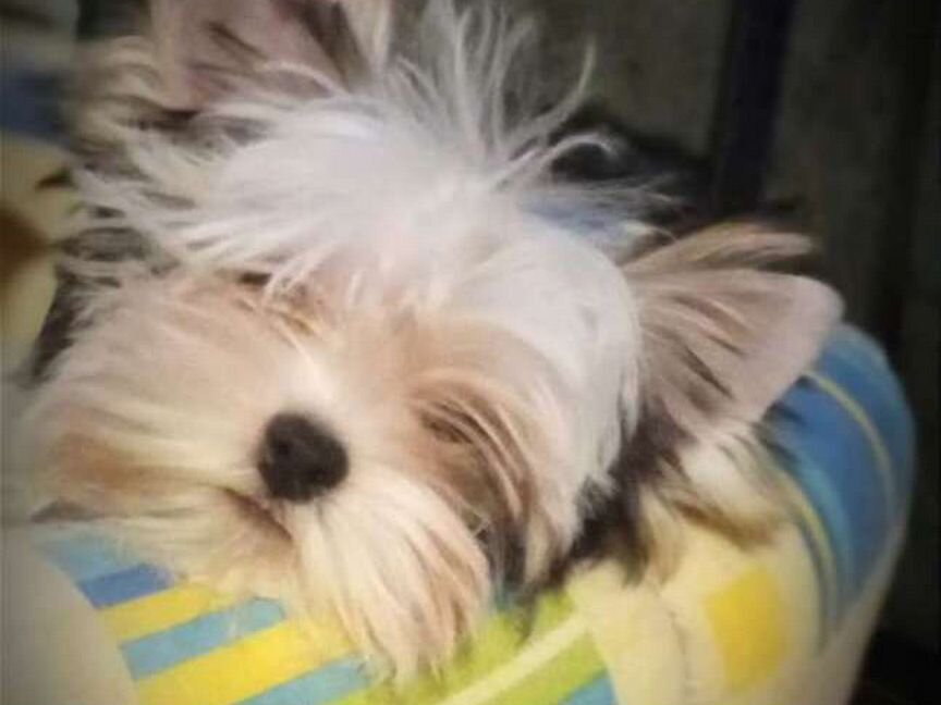 Бивер девочка