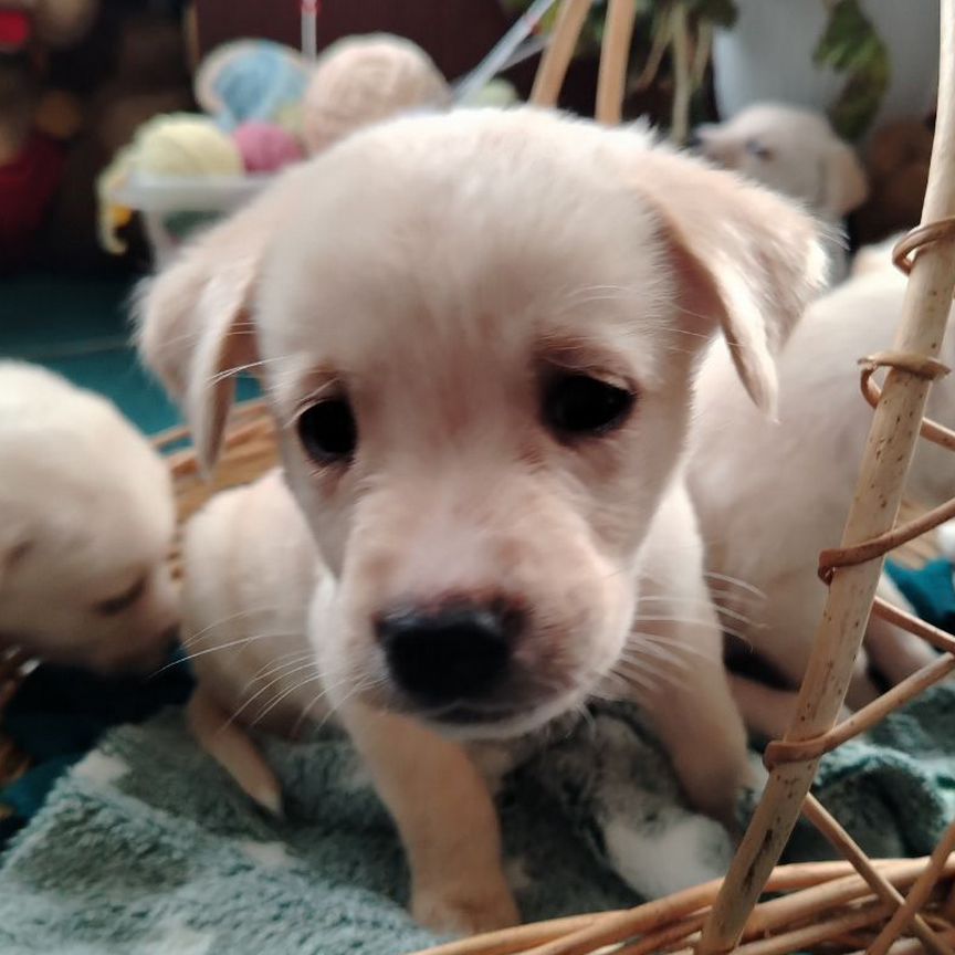 Лабрадор-ретривер, щенок