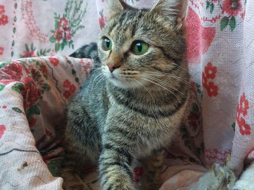 Кошка