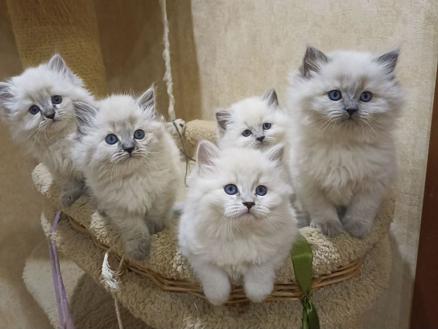 Невские маскарадные котята