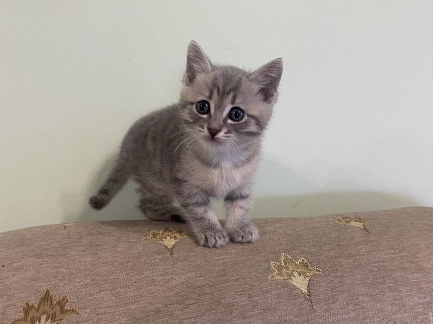 Котенок в добрые руки
