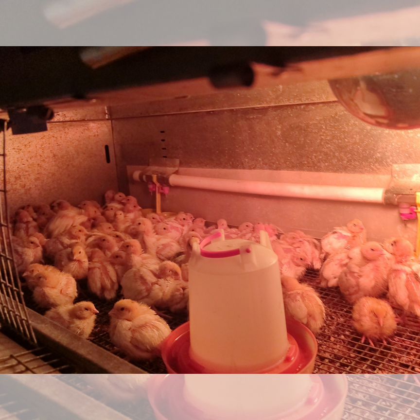 Дмитриевские перепела инкубационное яйцо