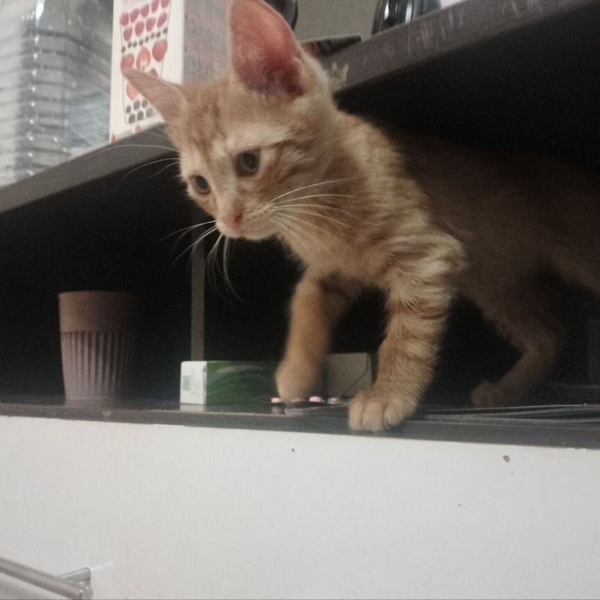 Котенок мальчик 3 месяца, к лотку приучен