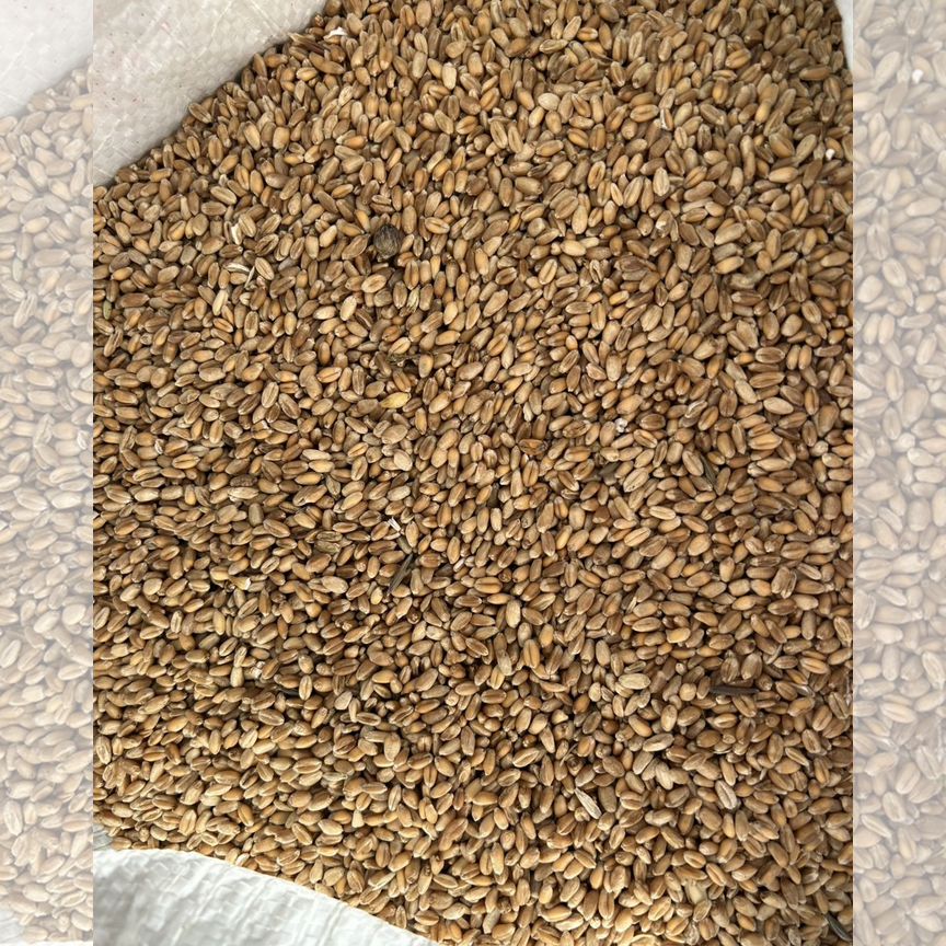 Пшеница 4 класса