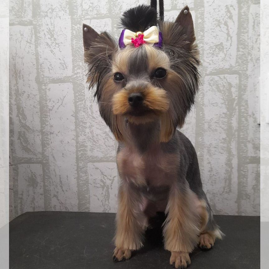 Йоркширский терьер, взрослая собака