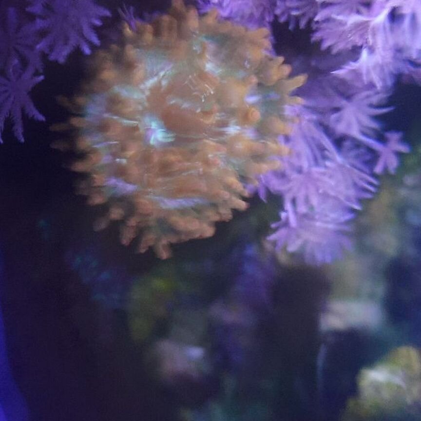 Актиния пузырьковая