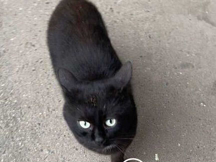 Очень ласковый,доверчивый,брошеный котик ищет дом