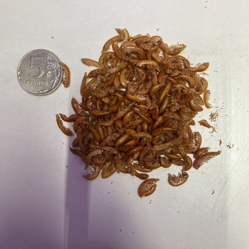 Гаммарус сушеный