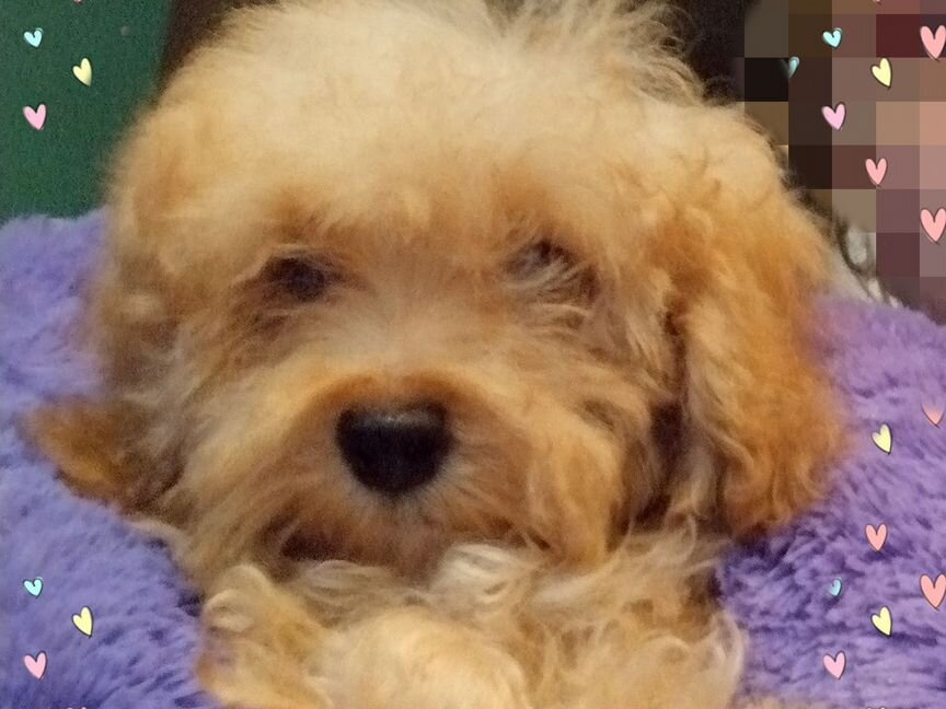 Крошки мальтипу