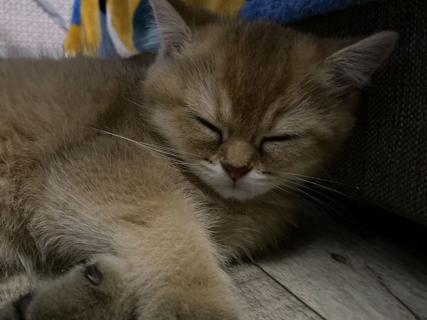 Котята золотая шиншилла