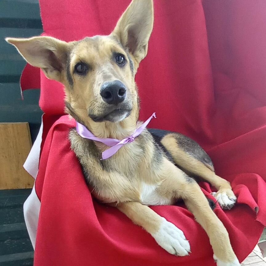 Молодая собака в добрые руки