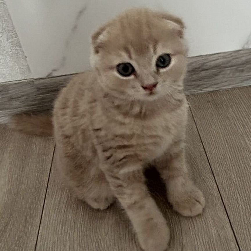 Шотландский вислоухий короткошёрстный котёнок