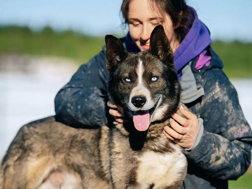 Собака из приюта бесплатно в добрые руки