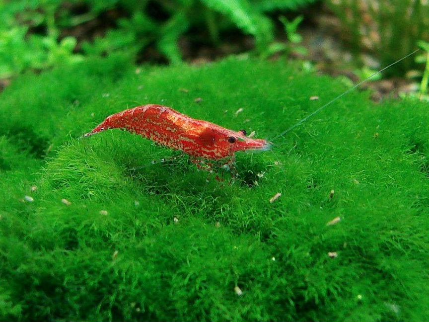 Креветки черри