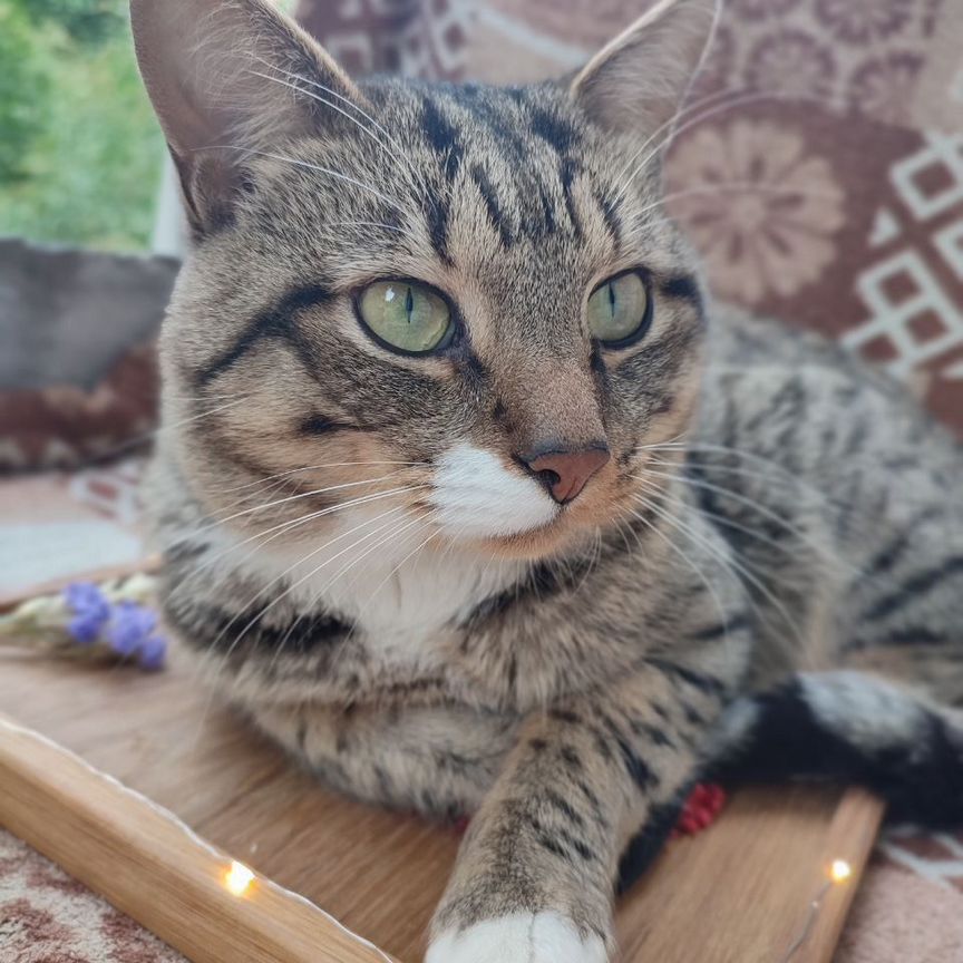 Котик ищет дом SOS