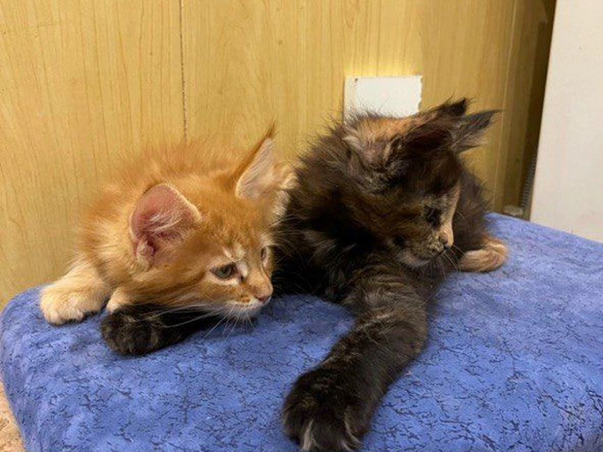 Мейн-кун котята