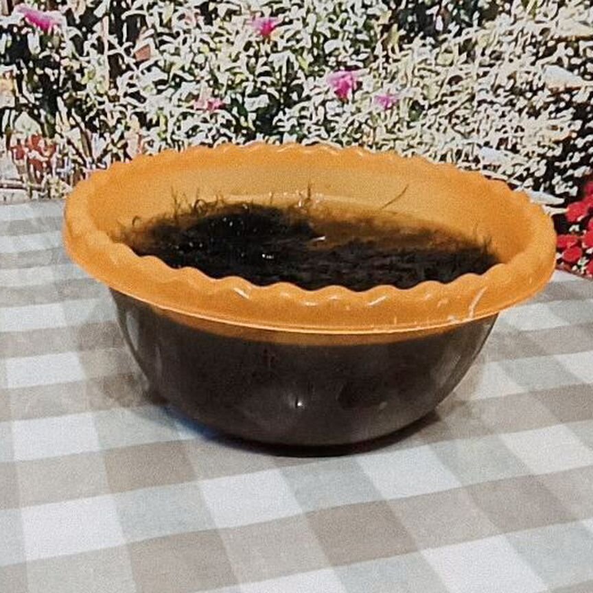 Яванский мох, Анубиас нана