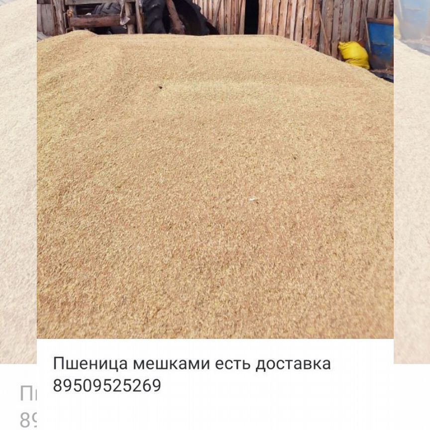 Пшеница
