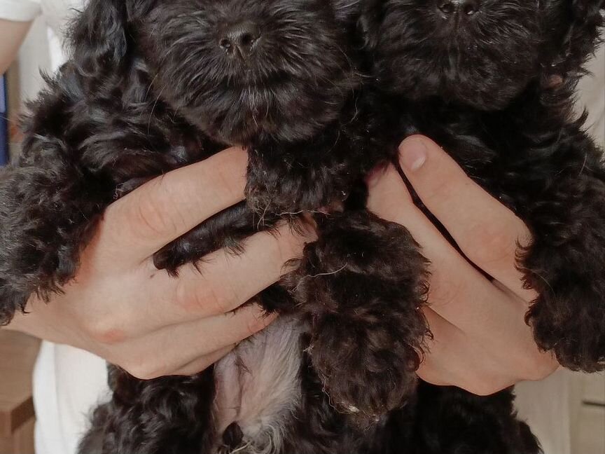 Мальтипу-тойпу