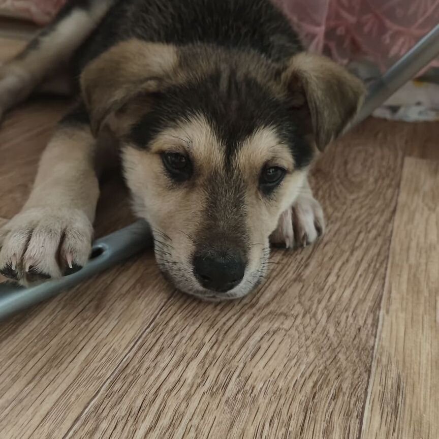 Собака в добрые руки отдам бесплатно