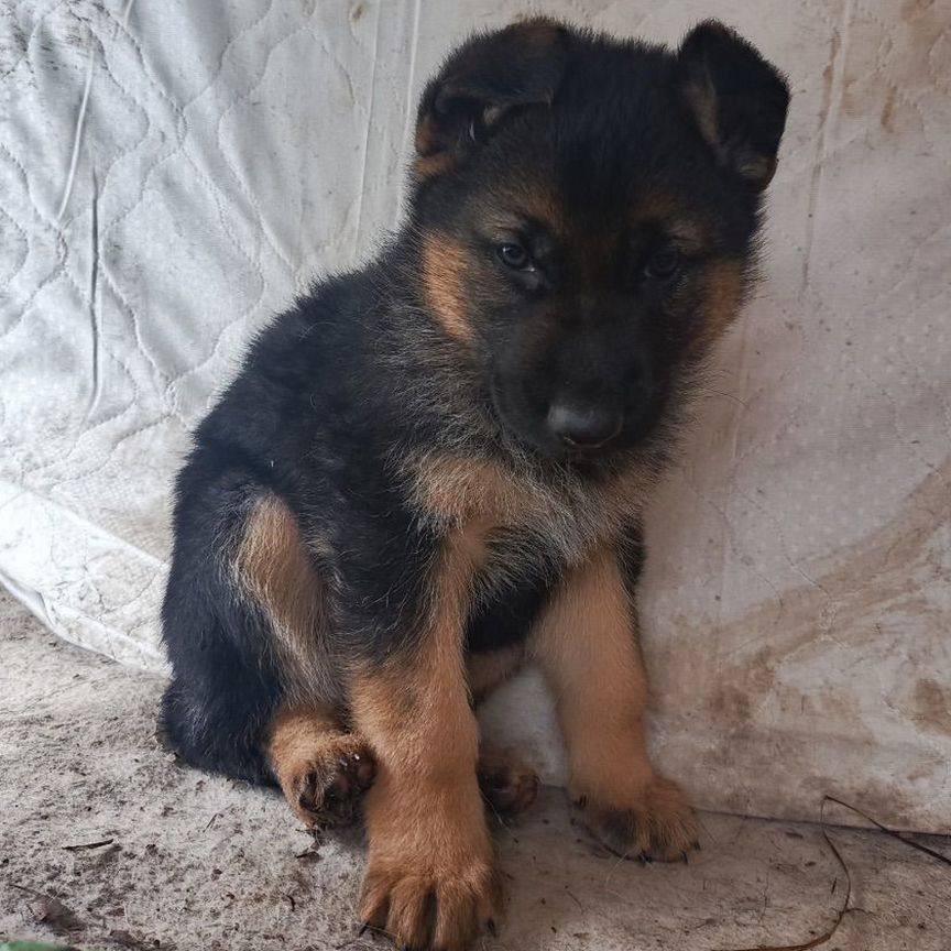 Немецкая овчарка, щенок