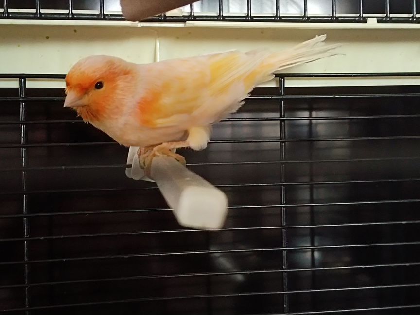 Кенара и канарейки