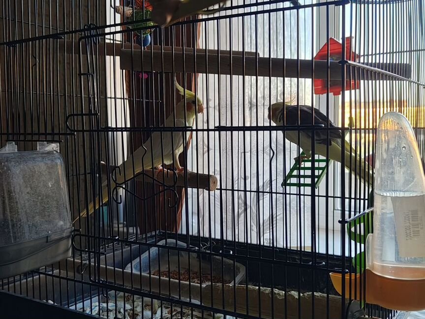 Попугаи корелла с клеткой