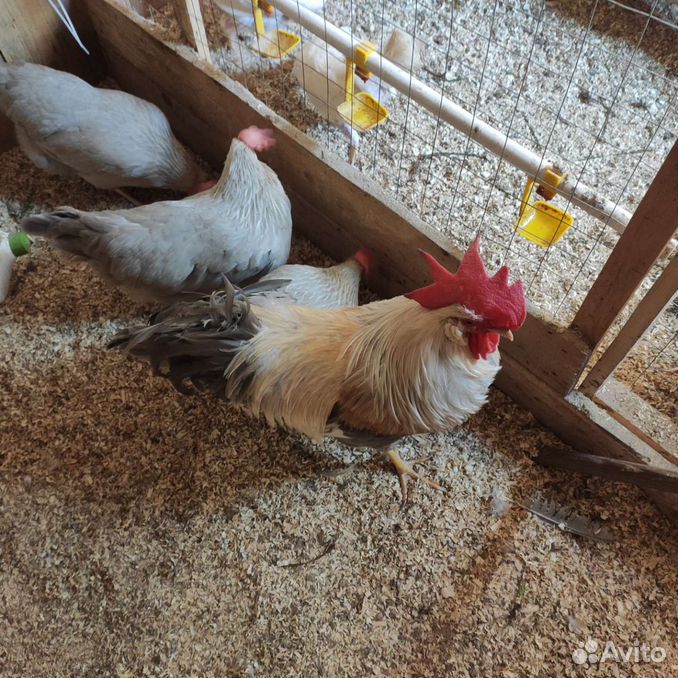 Продам семью кур породы леггорн лаванда