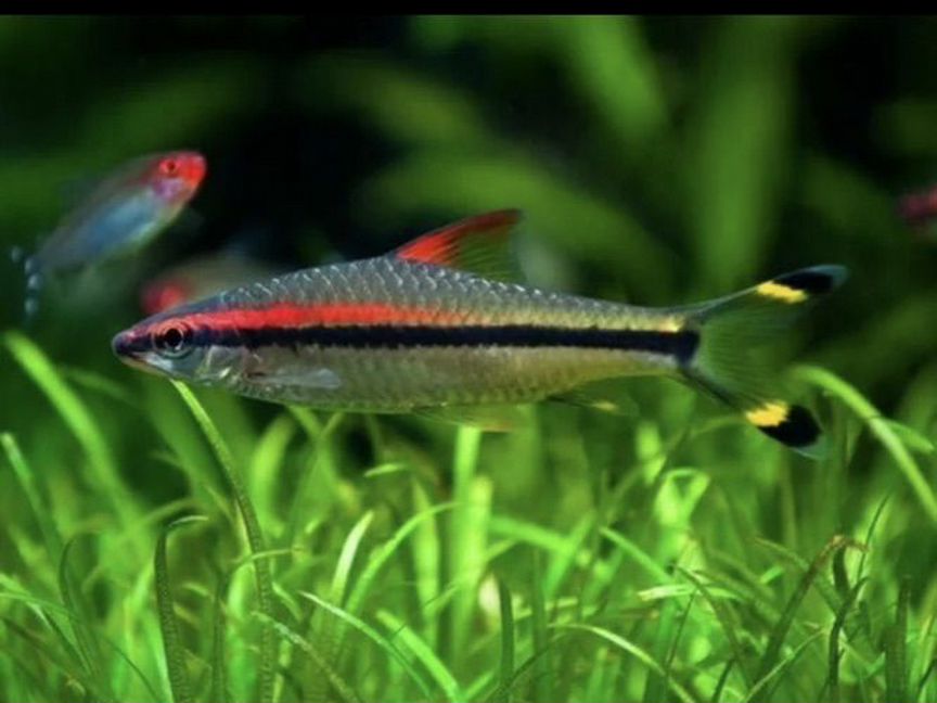 Барбус денисони
