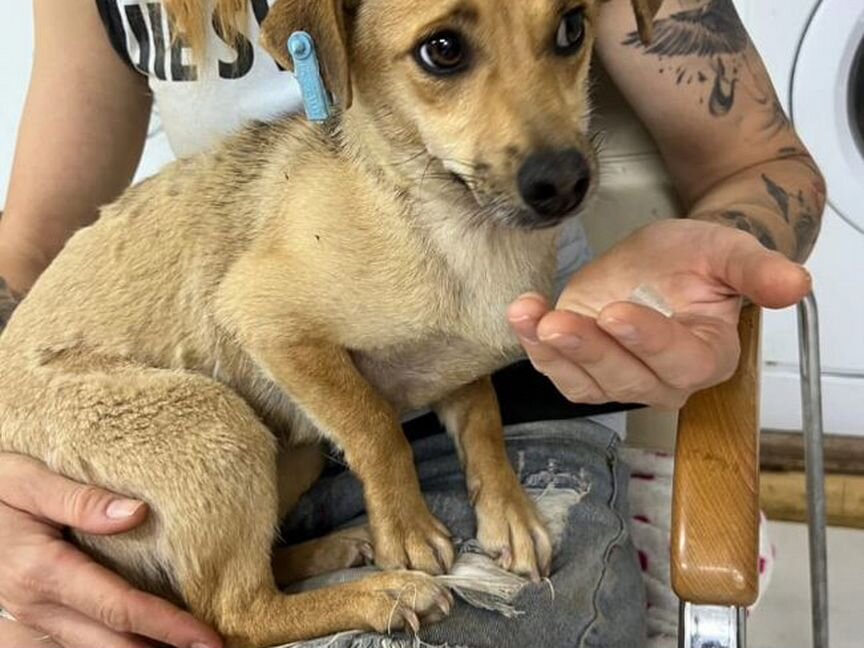 Маленькая собака боится